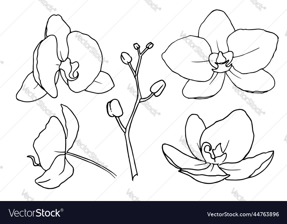 Flowers Orchid Phalaenopsis Hand Drawn Royalty Free Vector