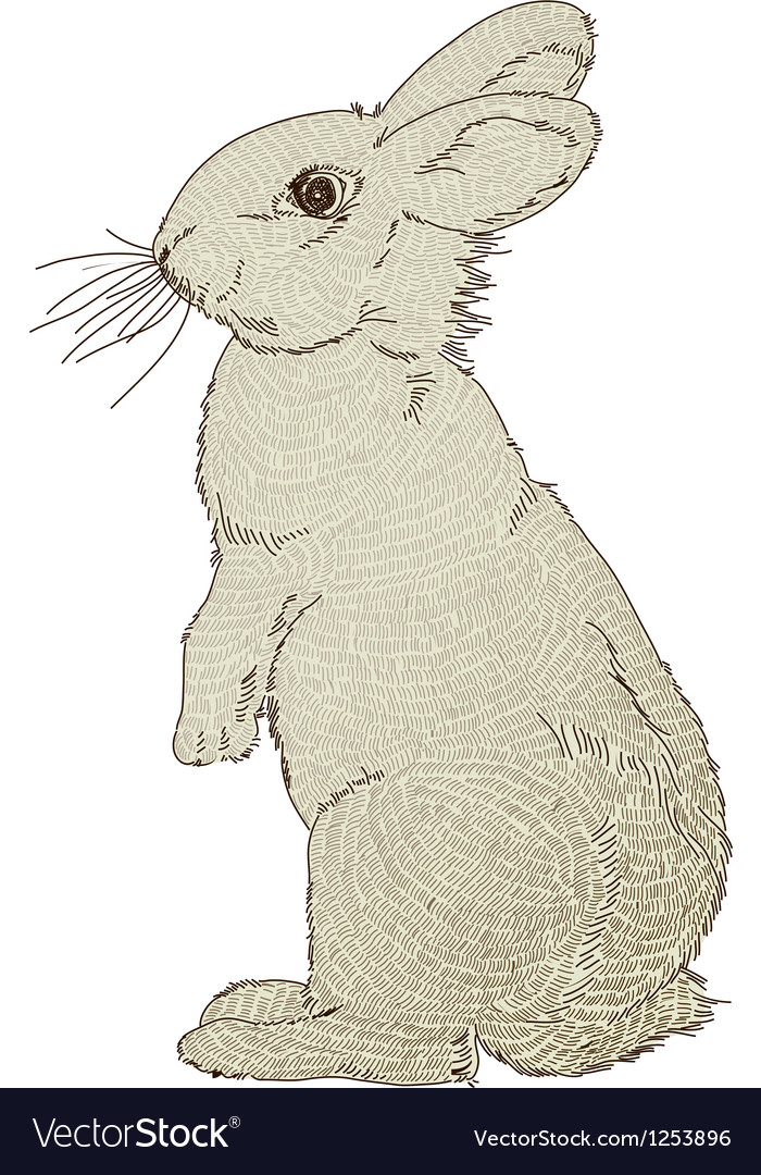 Rabbit Royalty Free Vector Image - VectorStock