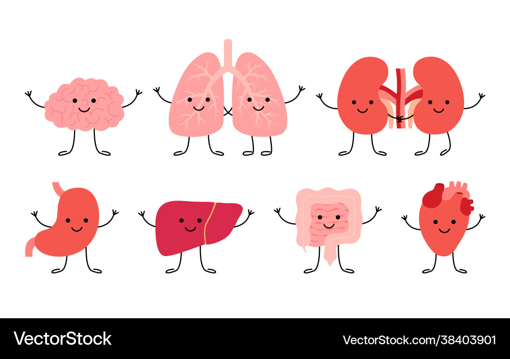 Set cute smiling happy human healthy strong organs