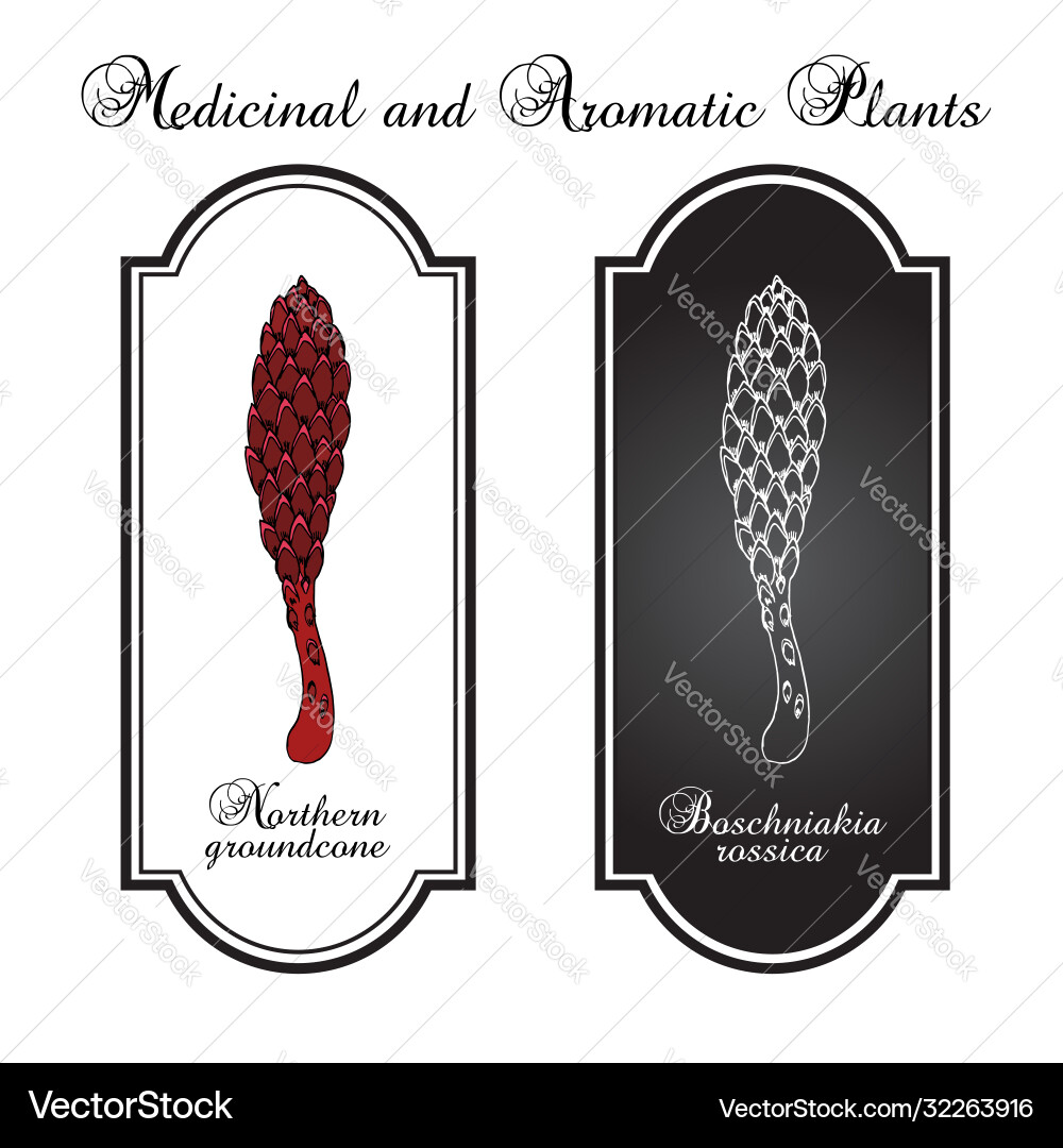 Northern groundcone boschniakia rossica Royalty Free Vector