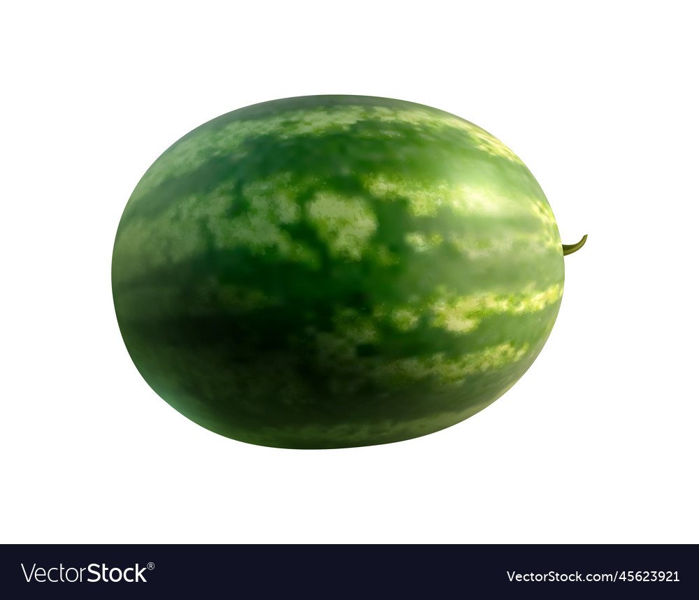 Whole watermelon realistic composition Royalty Free Vector
