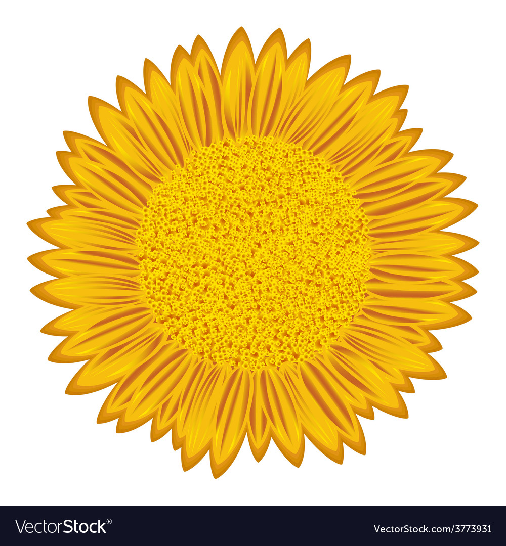 Sunflower over white Royalty Free Vector Image