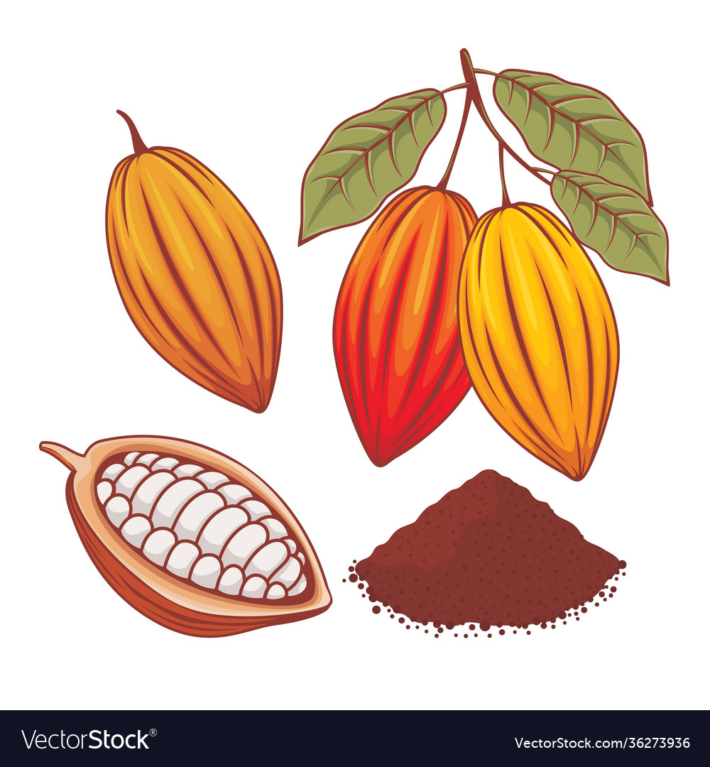 Cocoa Royalty Free Vector Image - VectorStock