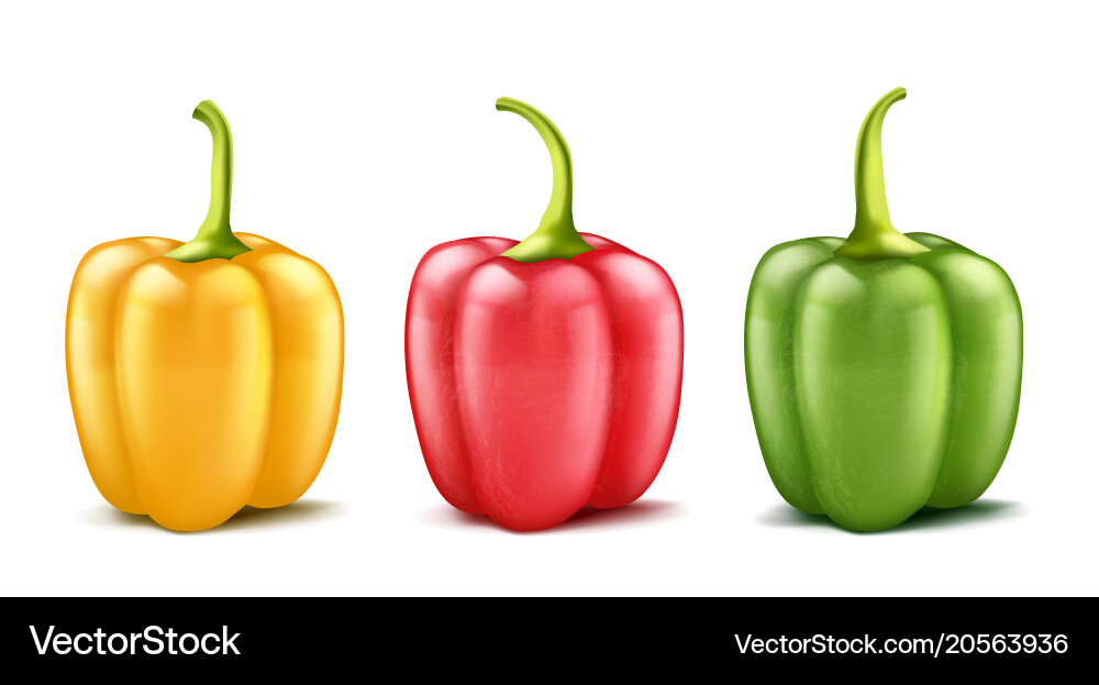 Set of three realistic bell peppers Royalty Free Vector