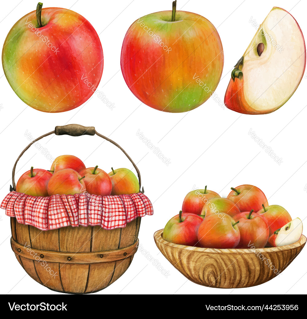 Watercolor hand drawn realistic apples Royalty Free Vector
