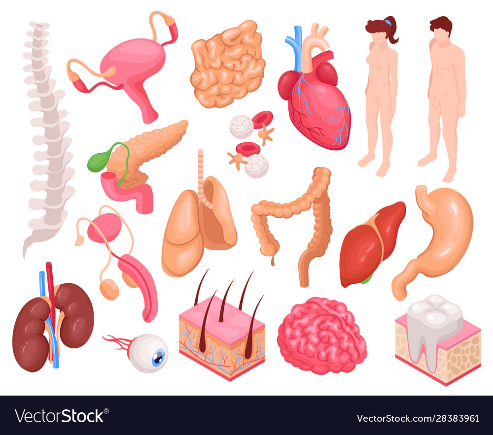 Human organs set Royalty Free Vector Image - VectorStock