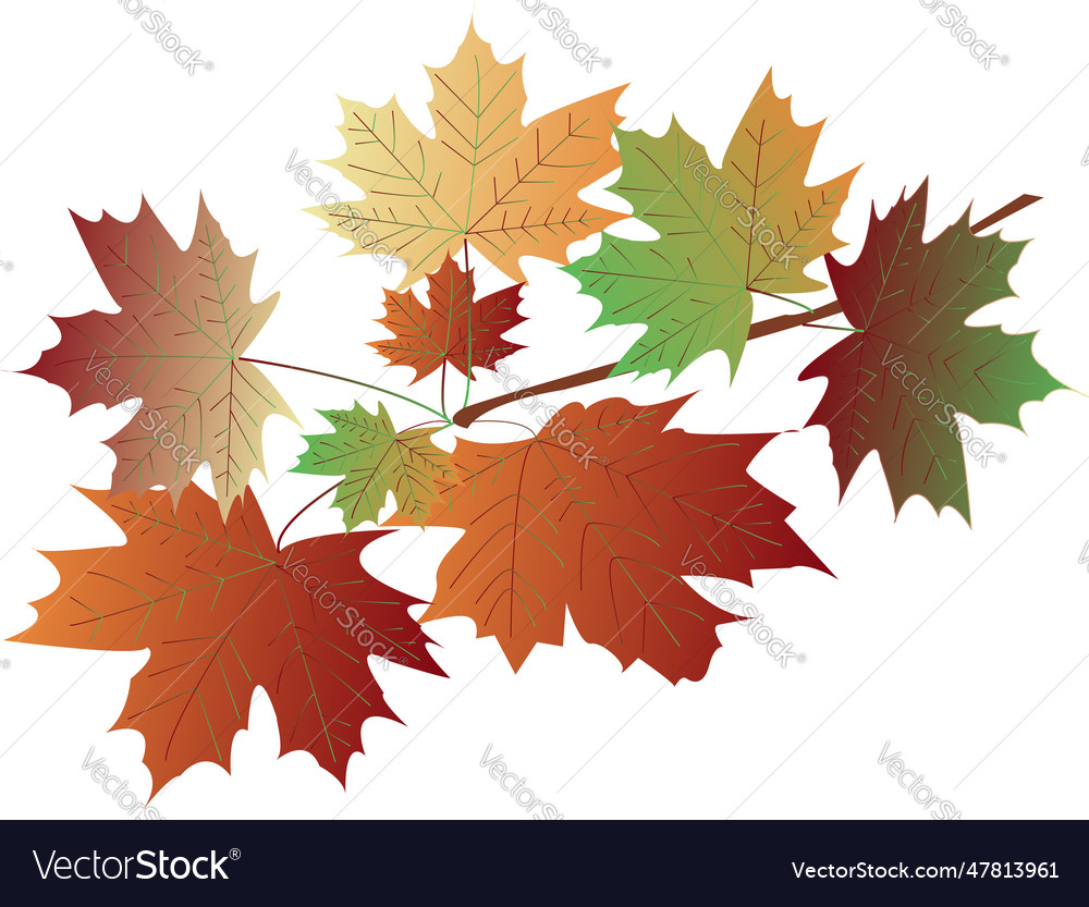 Maple branch - autumn theme Royalty Free Vector Image