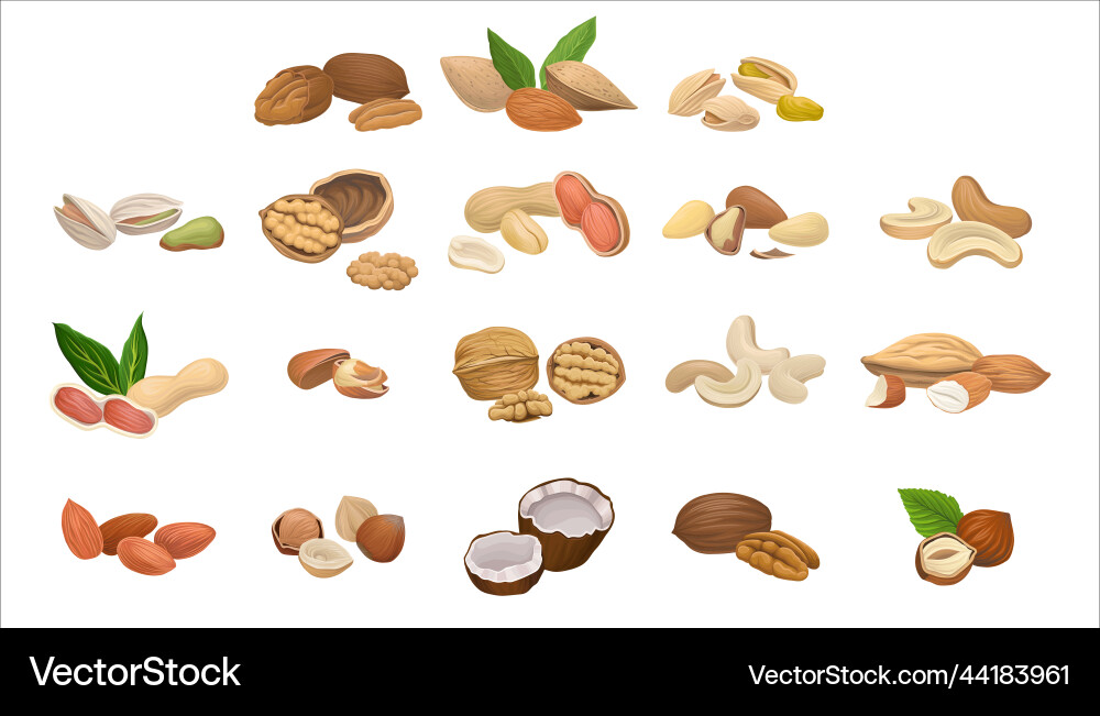 Nuts as dry edible seeds with high fat content Vector Image