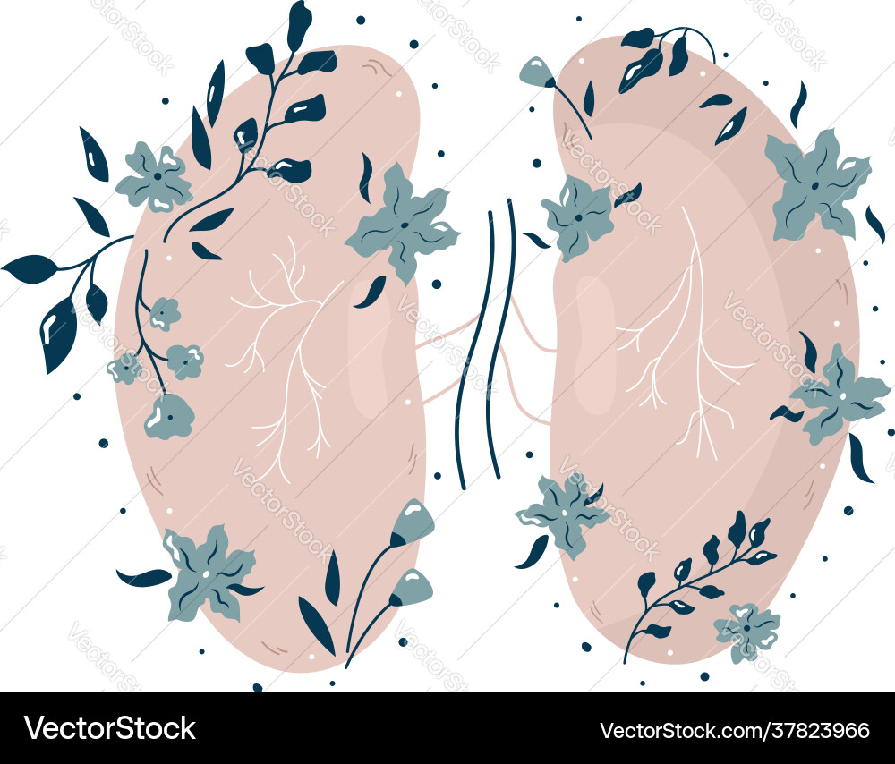 Anatomical kidneys with flowers and different Vector Image