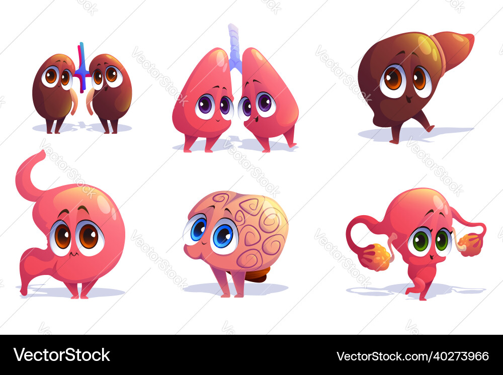 Cute characters of human internal organs Vector Image