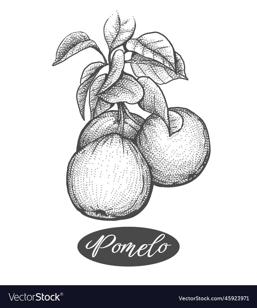 Pomelos branch etching Royalty Free Vector Image