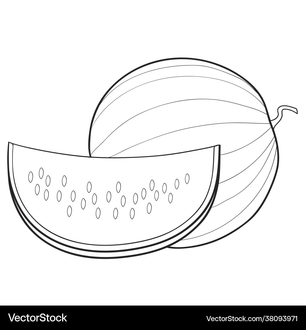 Sketch whole watermelon and slice coloring book Vector Image