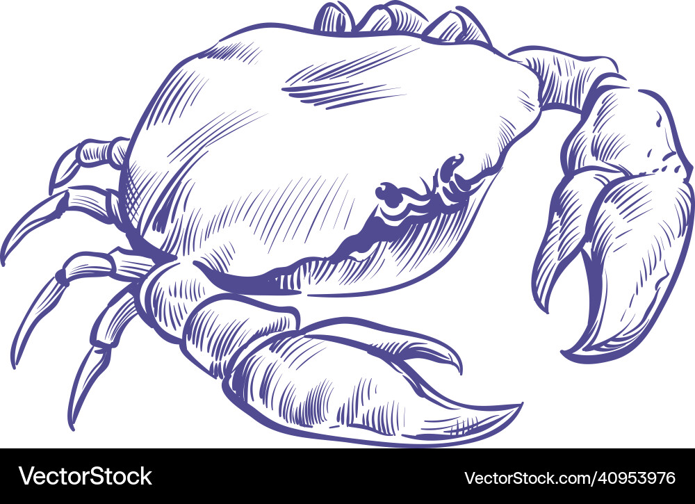 Crab sketch sea shell animal with big Royalty Free Vector