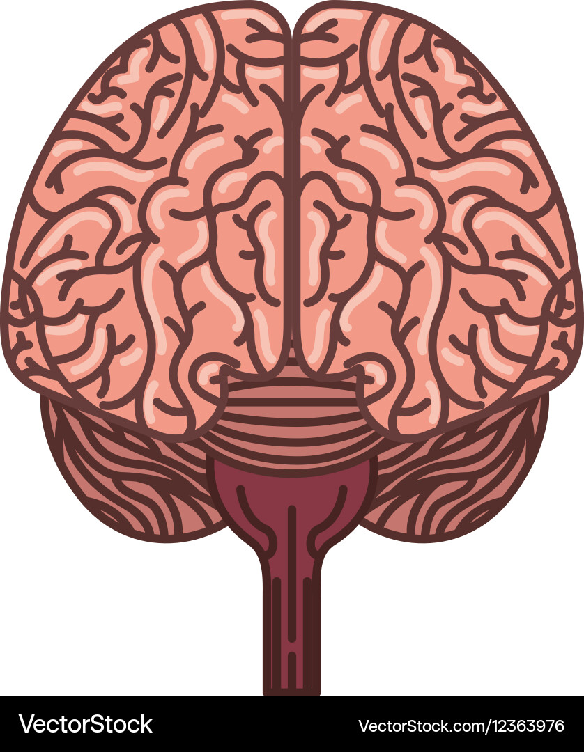 Human brain organ isolated icon Royalty Free Vector Image