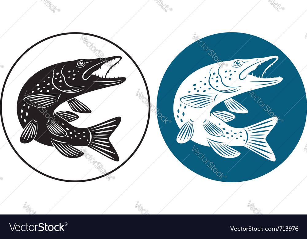 Pike fish Royalty Free Vector Image - VectorStock