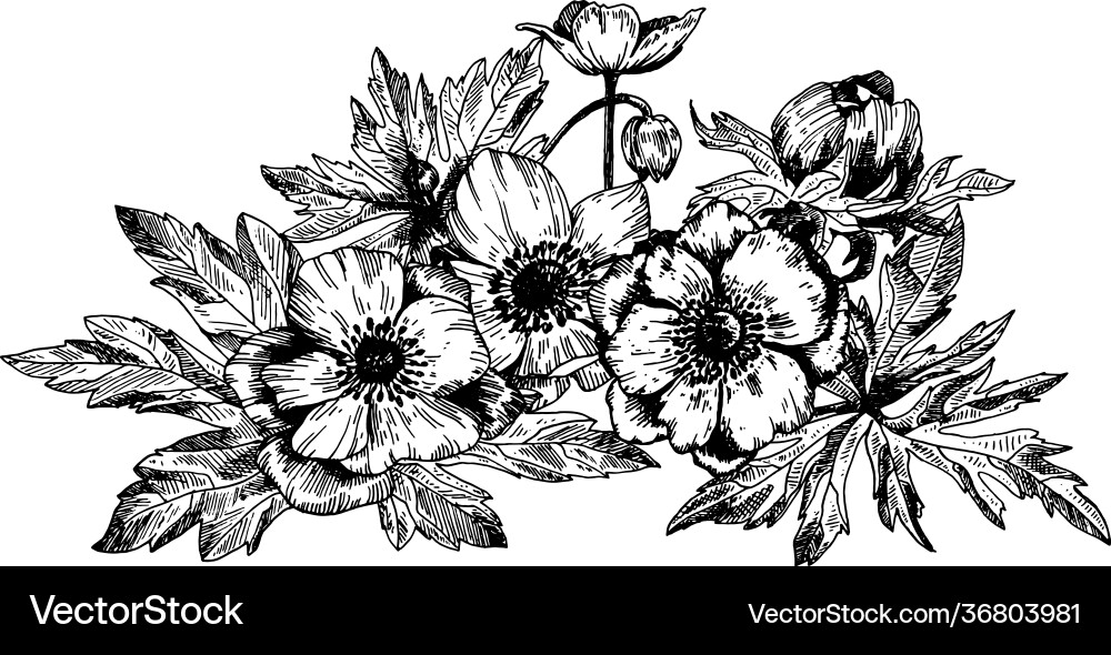 Anemone floral botanical flowers Royalty Free Vector Image