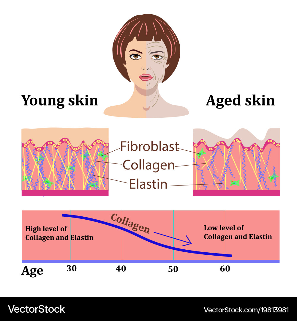 Faces and two types of skin - aged Royalty Free Vector Image