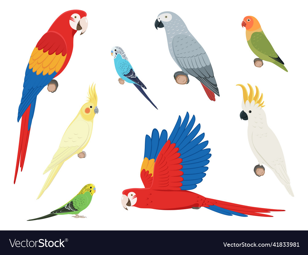 Set of different parrots Royalty Free Vector Image