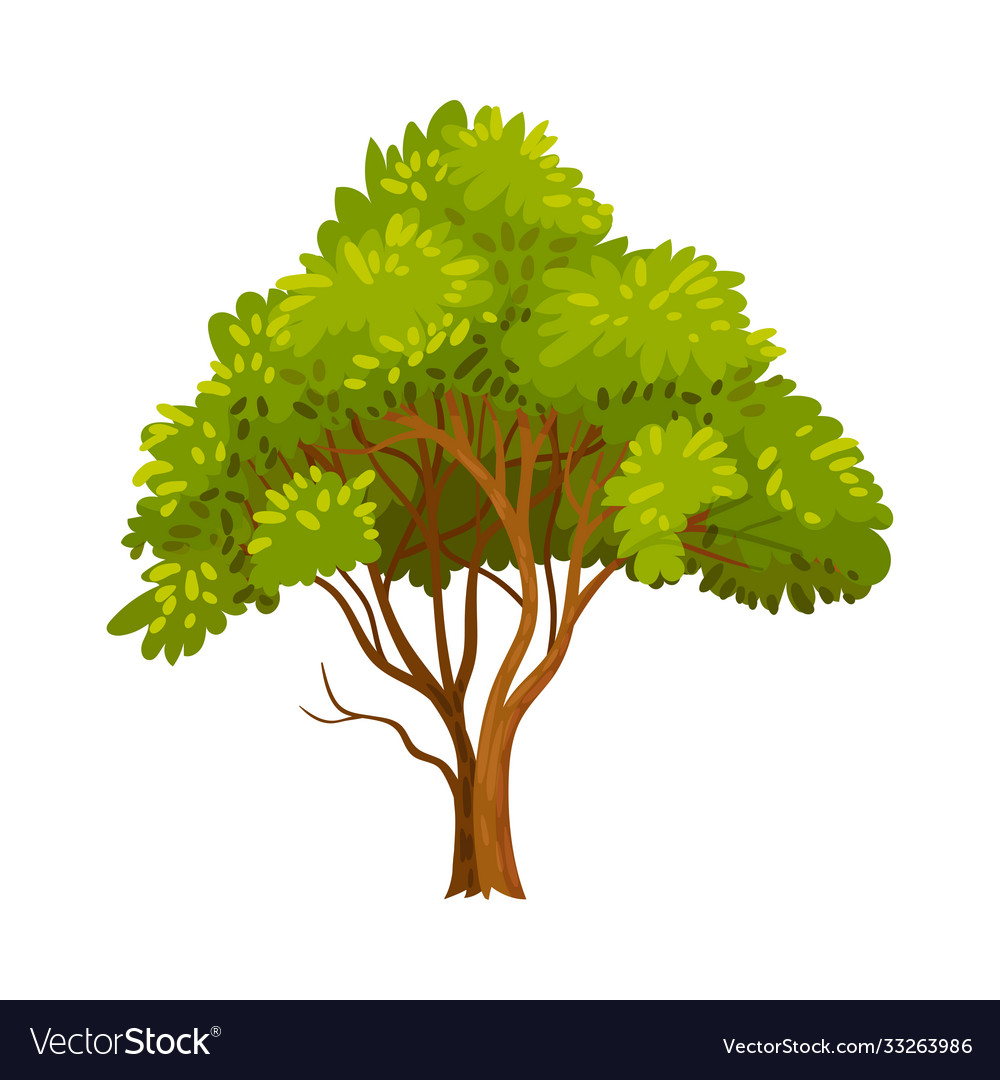 Green tree as perennial plant with trunk branches Vector Image