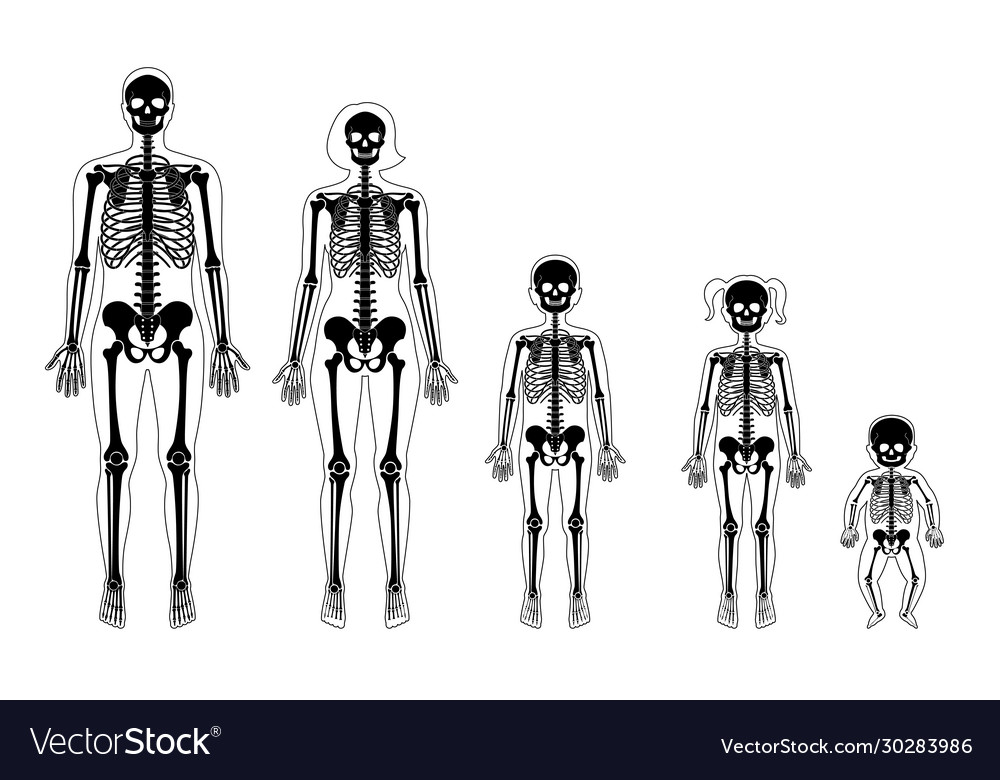 Human skeleton different ages Royalty Free Vector Image