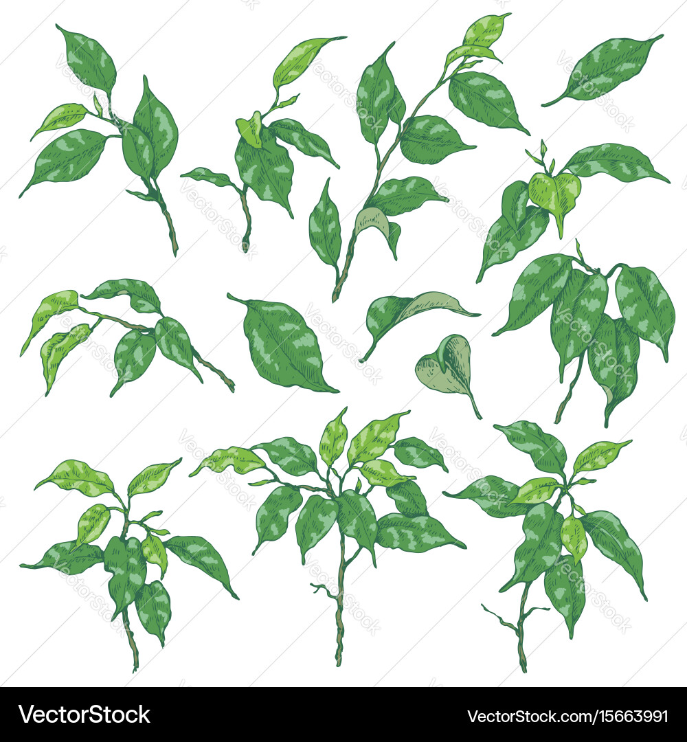 Green ficus branches sketch Royalty Free Vector Image
