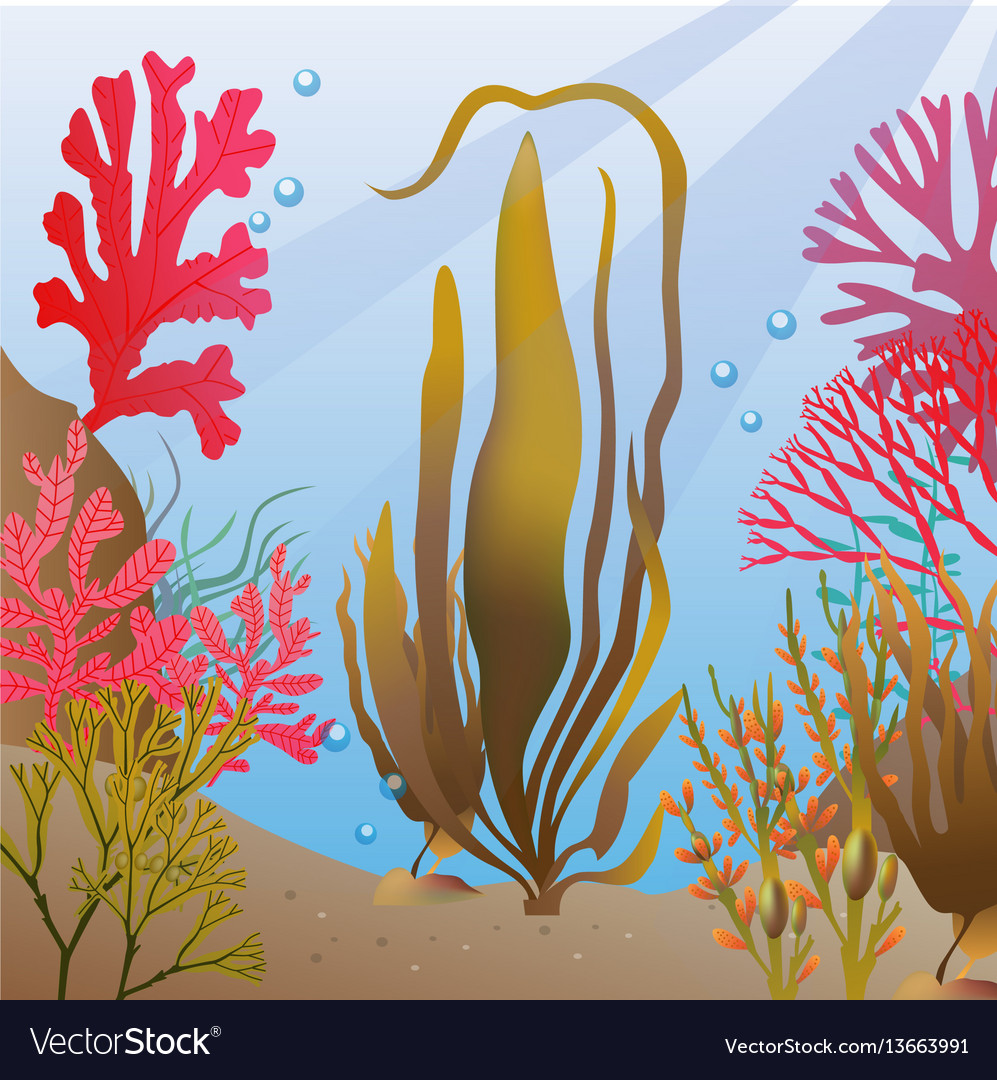 Underwater algae seaweed elements Royalty Free Vector Image