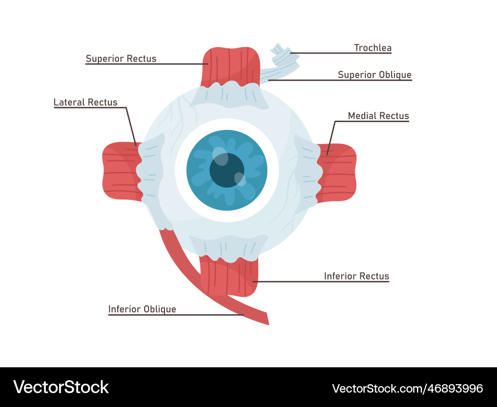 Anatomy of human eye Royalty Free Vector Image