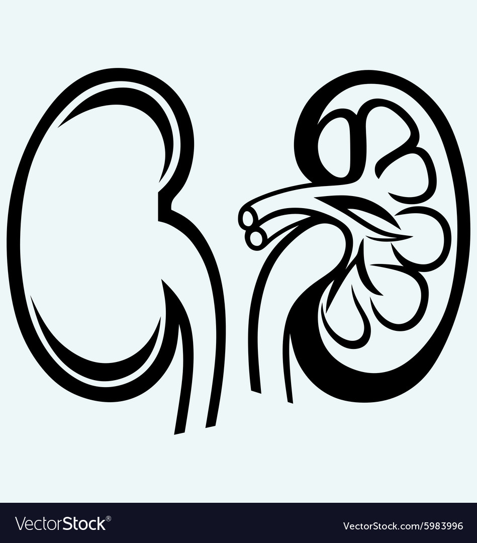 Cross section kidney Royalty Free Vector Image