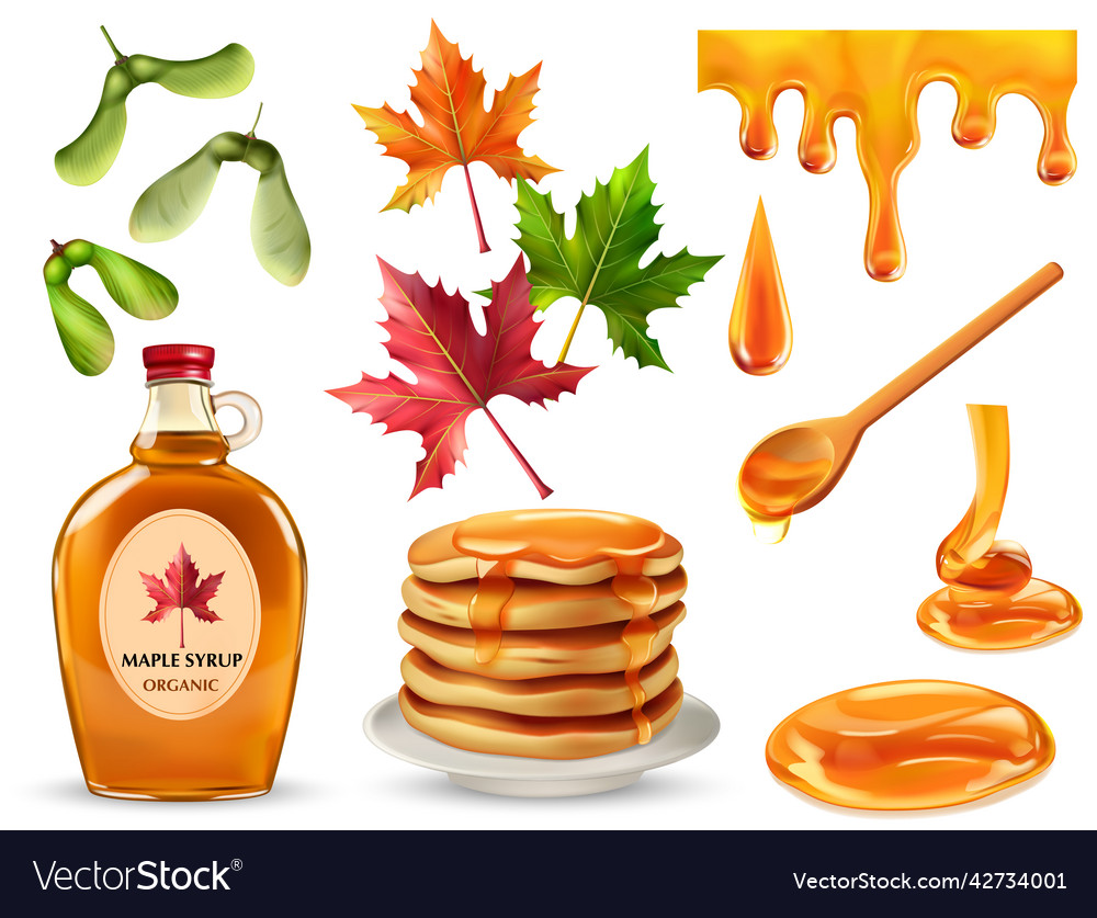 Maple syrup set Royalty Free Vector Image - VectorStock