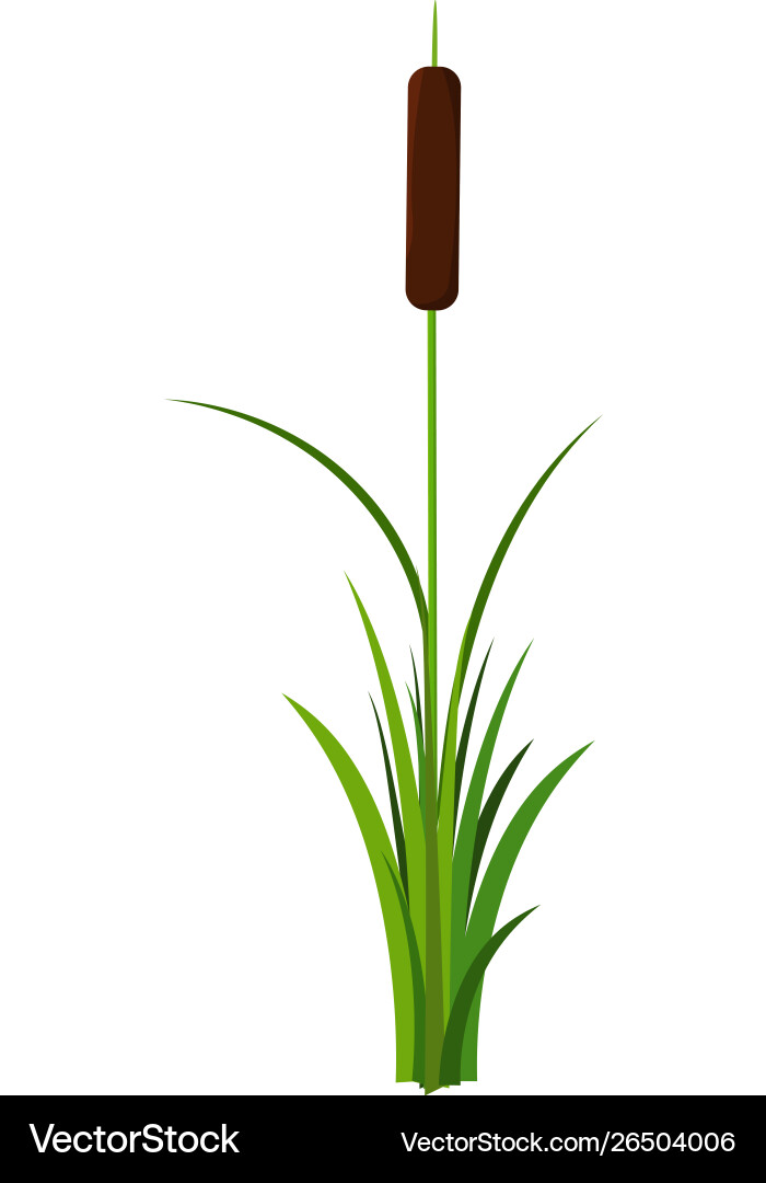 Single reed stem with leaves plant isolated Vector Image