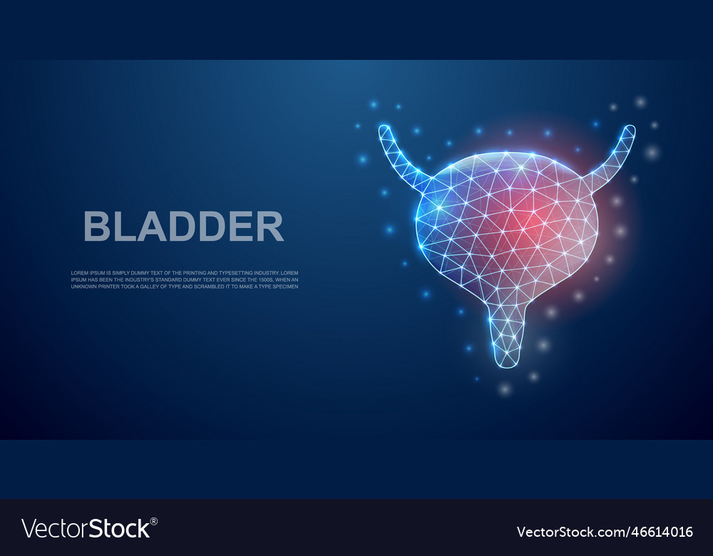 Bladder 3d low poly symbol with pain center Vector Image