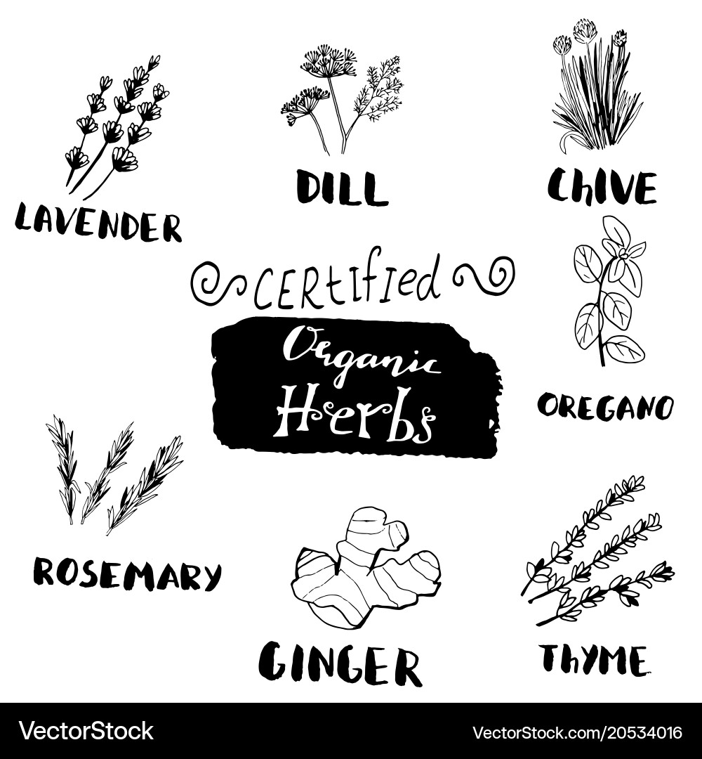 Herbs and medicinal plants collection hand Vector Image