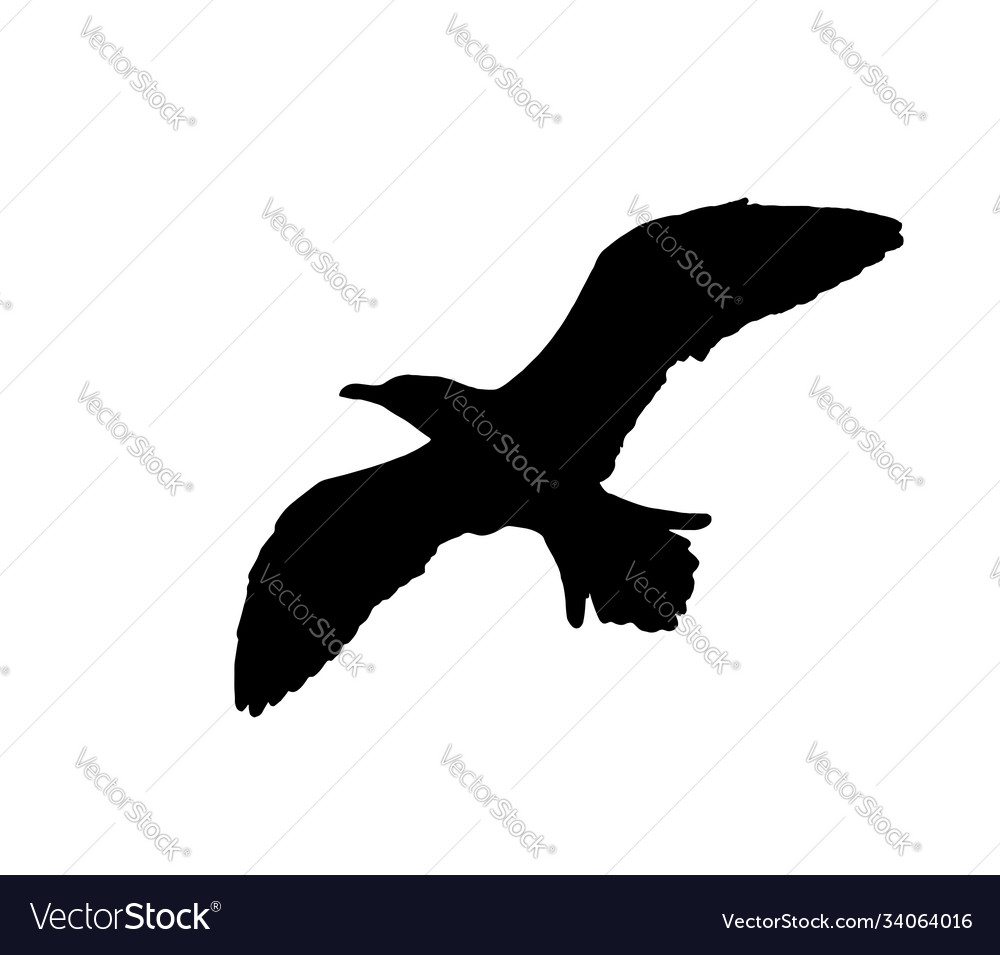 Seagull silhouette on white Royalty Free Vector Image