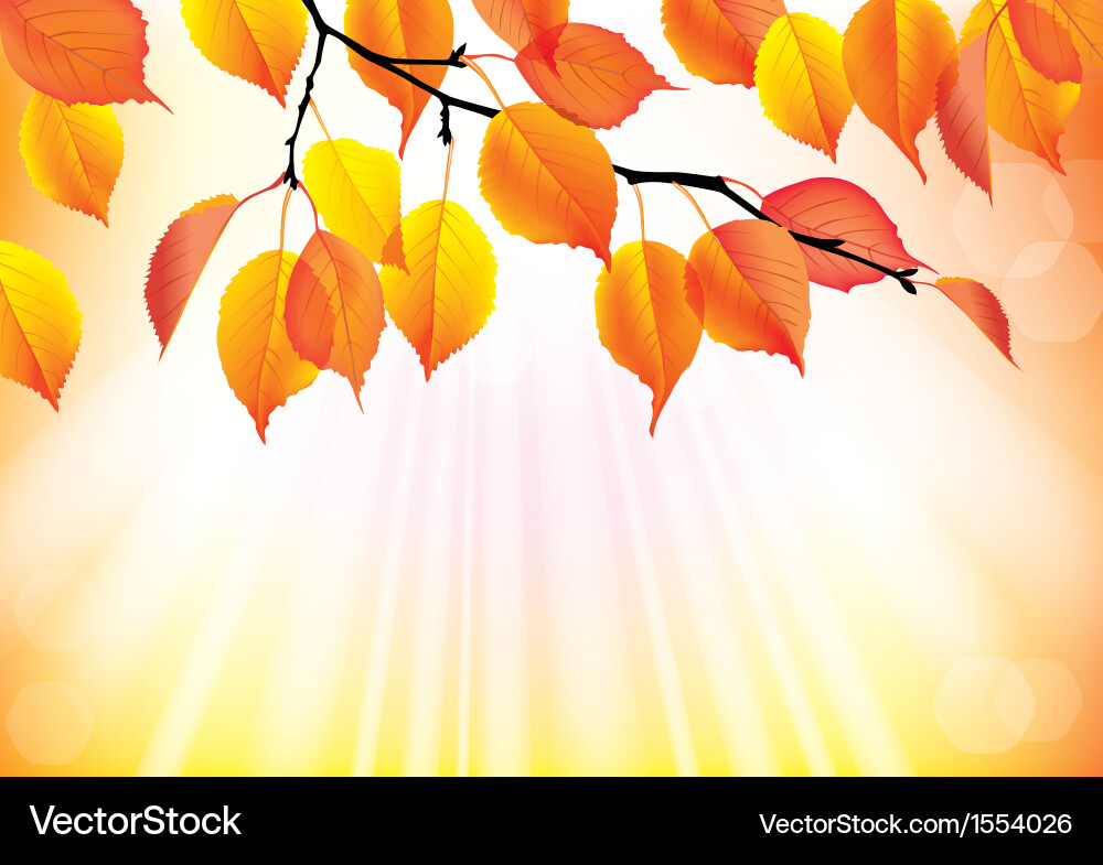 Autumn branch with yellow leaves background Vector Image