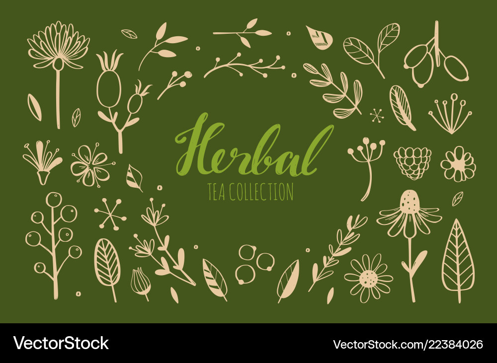 Herbal tea and floral doodle set 1 Royalty Free Vector Image