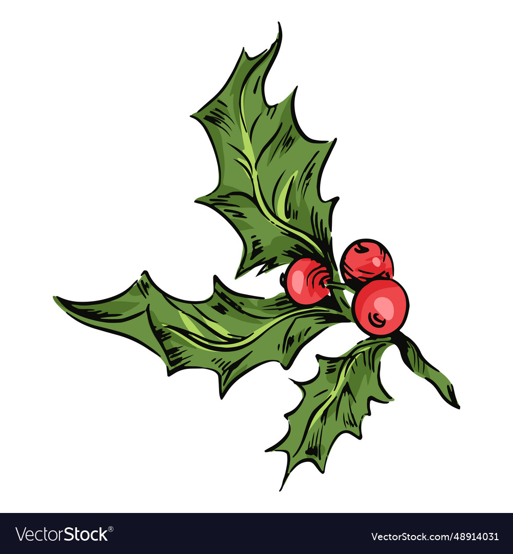 Mistletoe leaves Royalty Free Vector Image - VectorStock