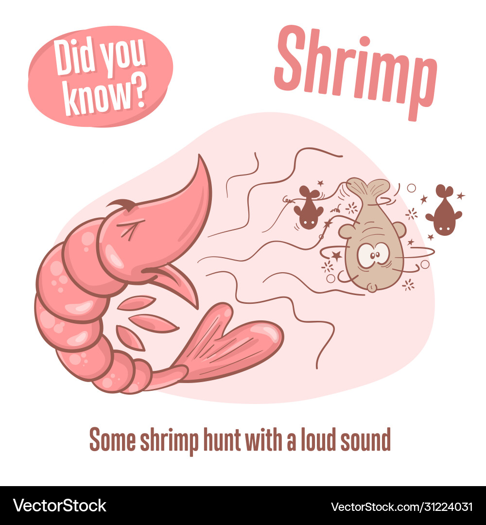 Prawn interesting facts about shrimp did you know Vector Image