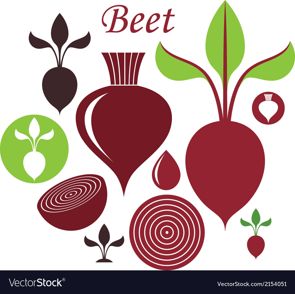 Beet Royalty Free Vector Image - VectorStock