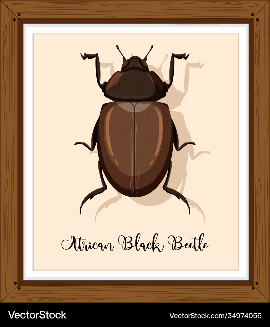 African black beetle in wooden frame Royalty Free Vector