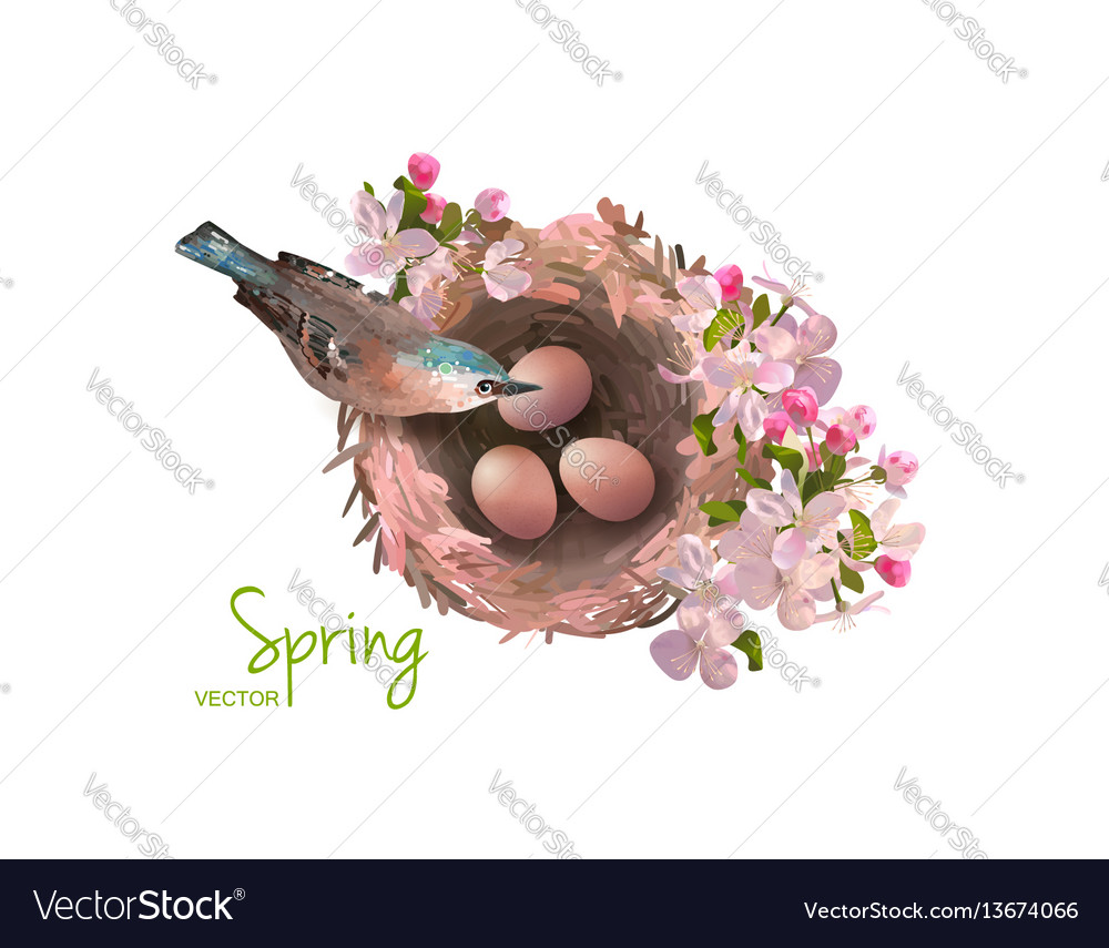 Bird at nest Royalty Free Vector Image - VectorStock