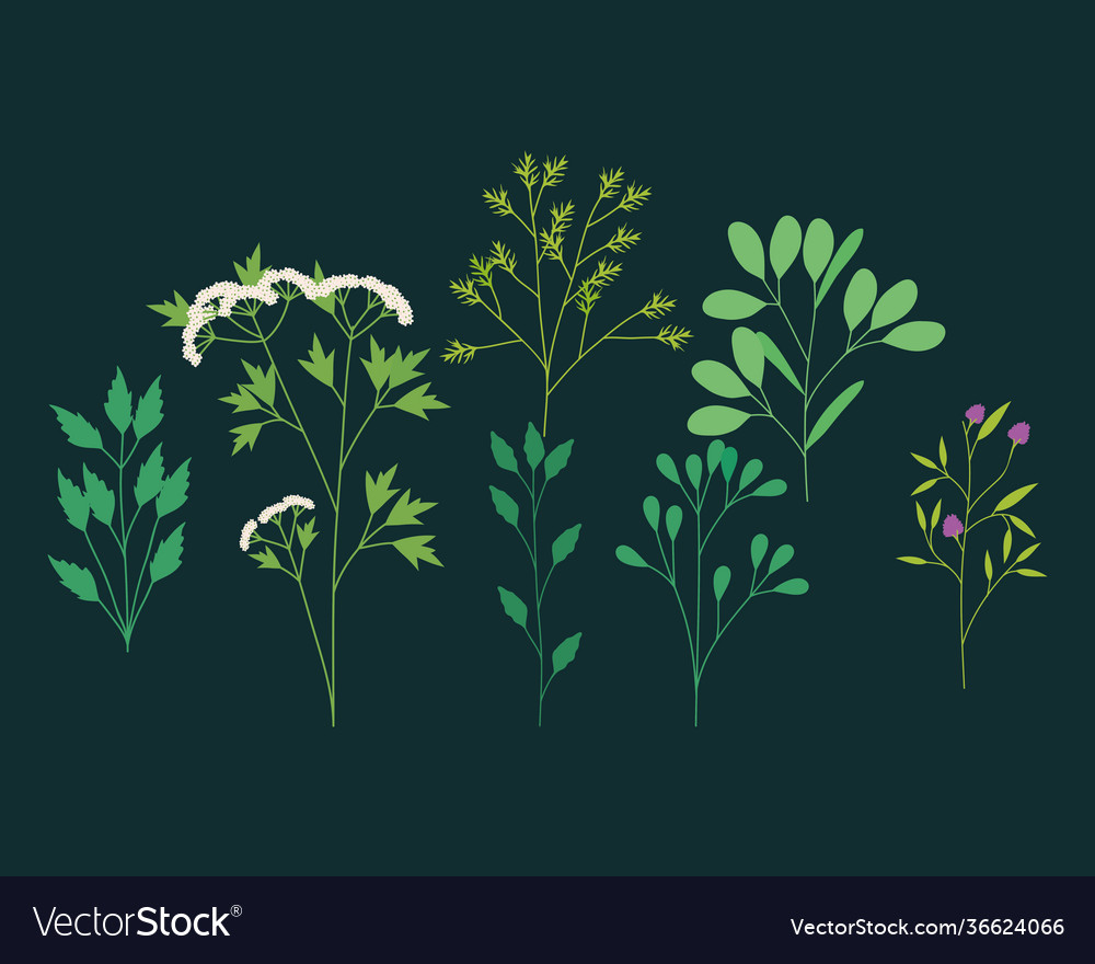 Green stems set Royalty Free Vector Image - VectorStock