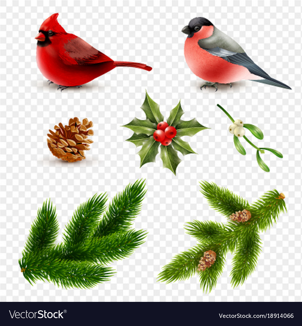Winter birds fir branches set Royalty Free Vector Image