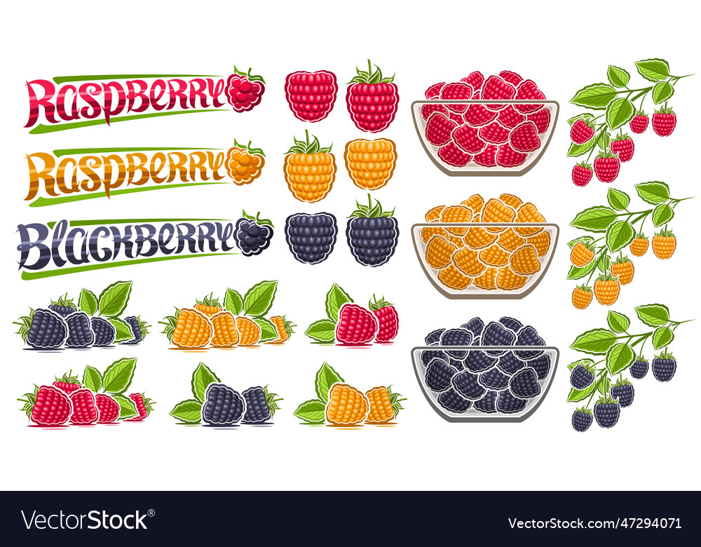 Raspberry set Royalty Free Vector Image - VectorStock