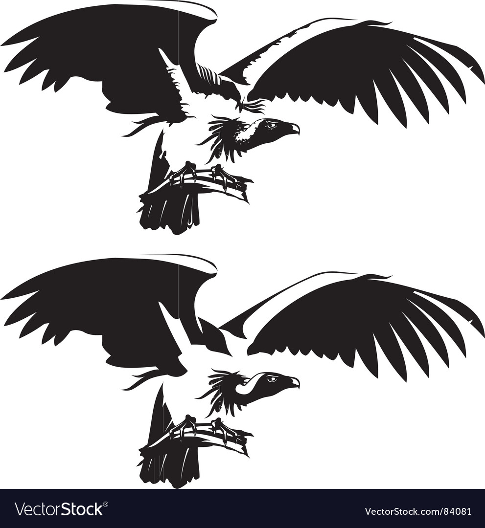 Condor Royalty Free Vector Image - VectorStock