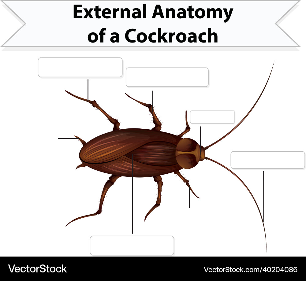 External anatomy of a cockroach worksheet Vector Image
