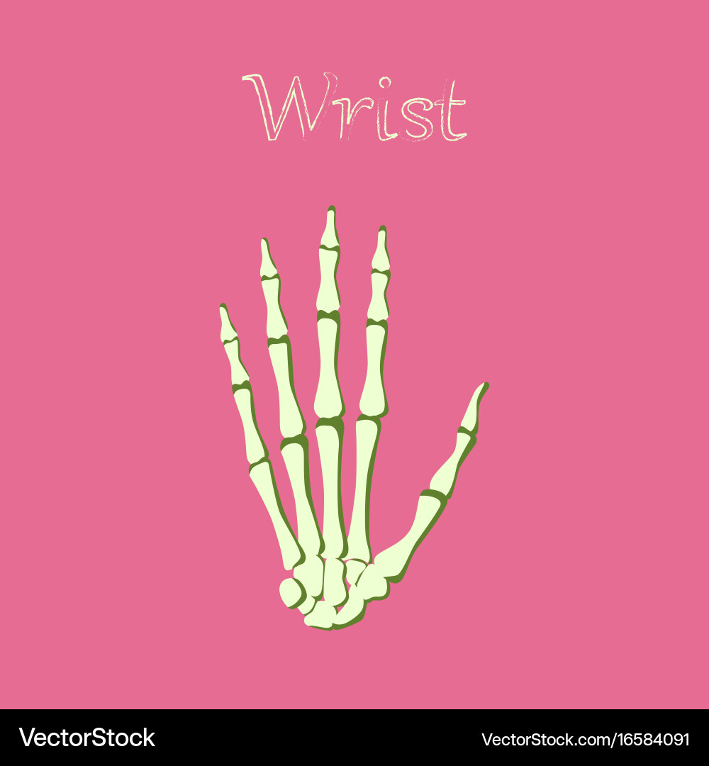 Human organ icon in flat style wrist bone Vector Image