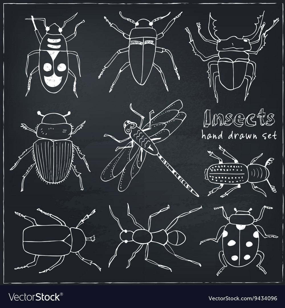 Set of doodle sketch bugs and beetles Royalty Free Vector