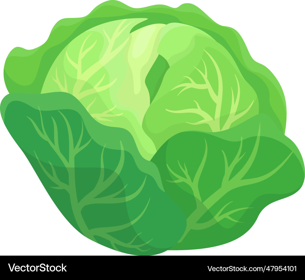 Head green fresh organic cabbage leaves whole Vector Image