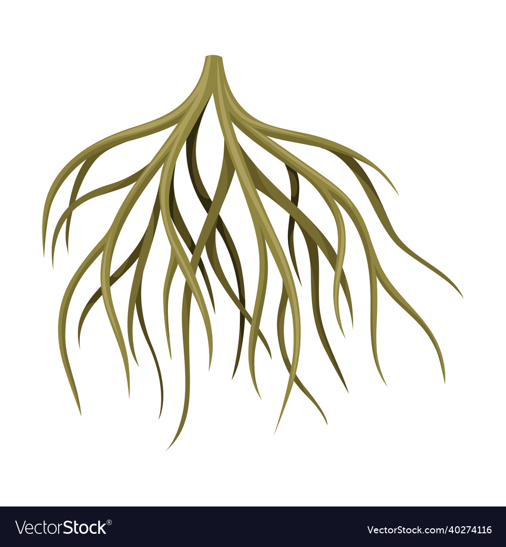 Root tree system underground stem or rootstalk Vector Image