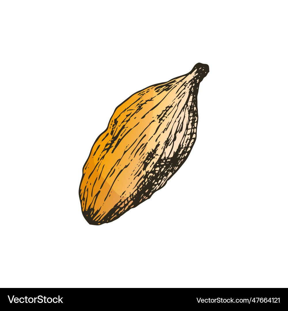 Cardamom seed in freehand style drawings spices Vector Image